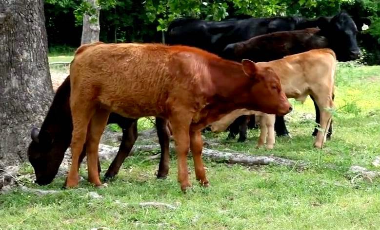 Jewish Humor Central: Birth of Red Cow Seen as First Step Toward ...