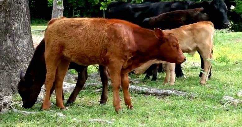 Jewish Humor Central: Birth of Red Cow Seen as First Step Toward ...