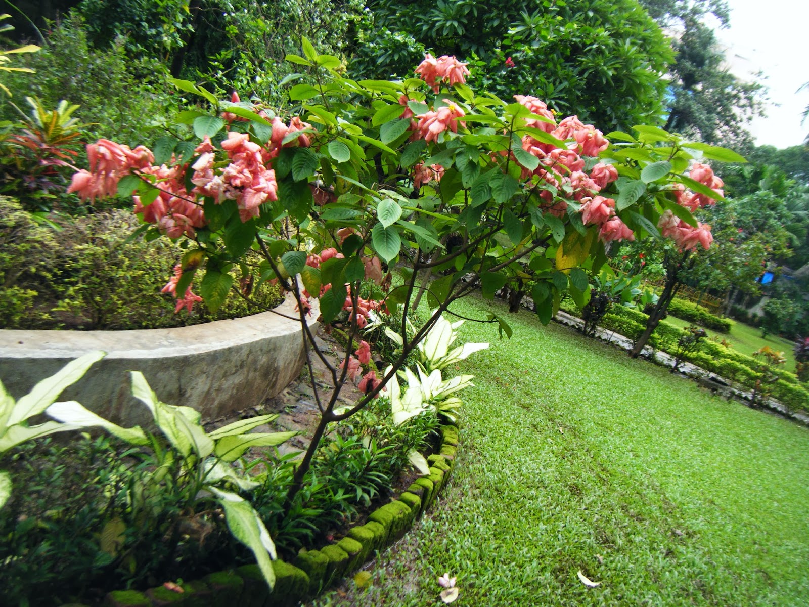 Flora of India: Mussaenda Pink