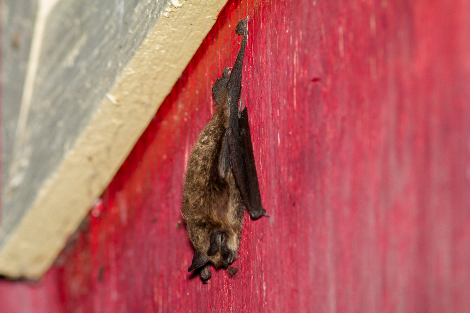 Fur & Feathers 500 - a Canada Big Year for Birds and Mammals: Bats and ...