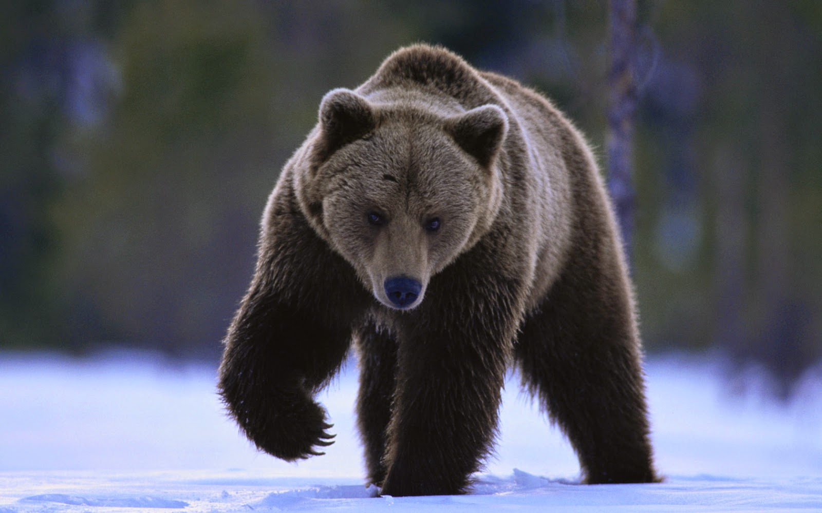 Oso grizzly wallpapers y tema pack