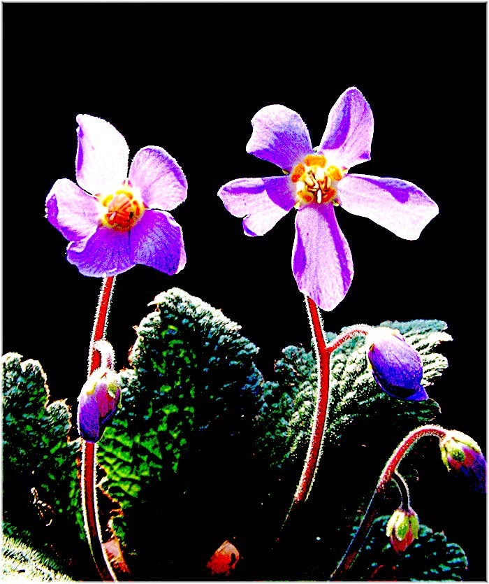 HUESCA Y LA SIERRA DE GUARA: OREJA DE OSO Ramonda myconi ( L. ) . Rchb ...