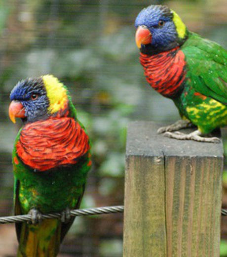 Mundo Animal: Pássaros Silvestres