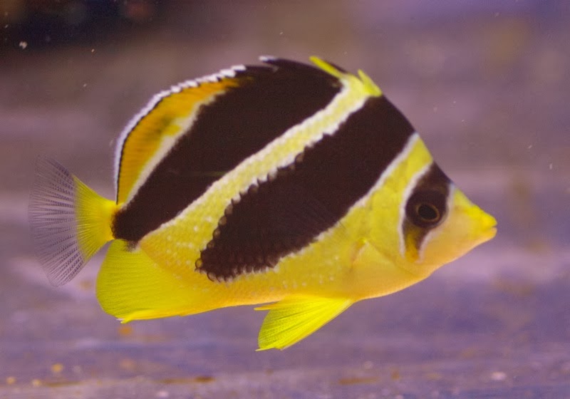 Artes de Pesca: LOS PECES MARIPOSA FAMILIA CHAETODONTIDAE 2ª parte