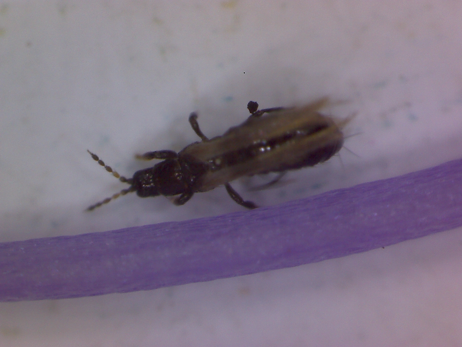 i-natura: LOS TRIPS (TISANOPTEROS)