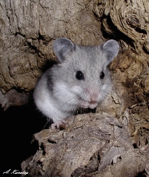 Variety of Life: Cricetidae