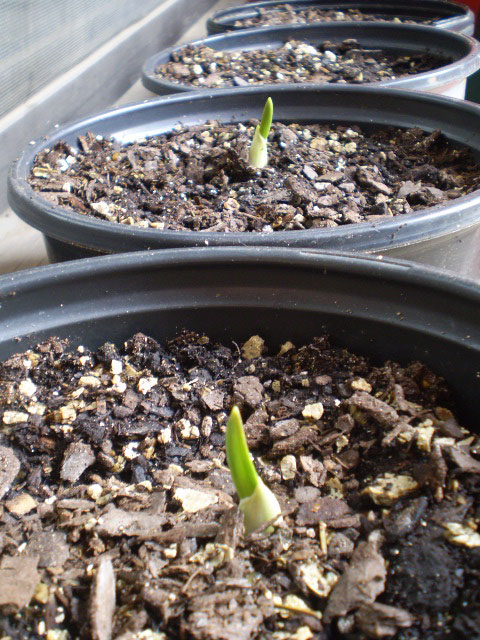 Green Jean: garlic sprouting!