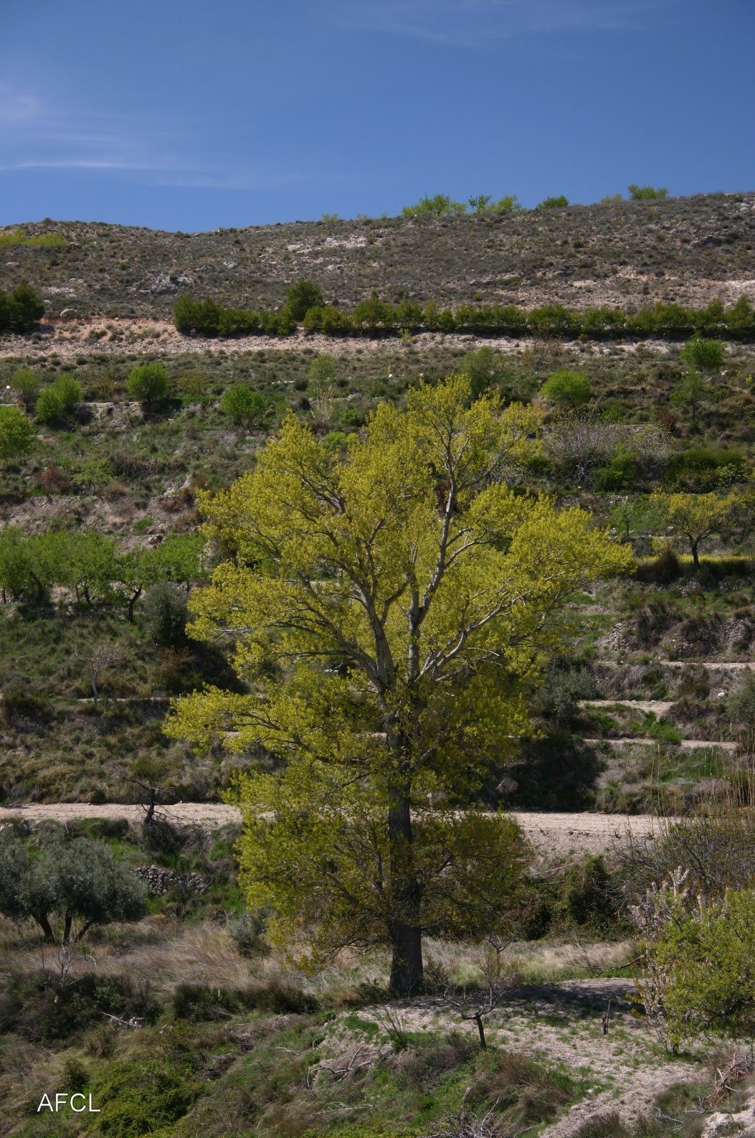 Árboles Monumentales de Murcia y Cuenca del Segura: Tudmiria: Chopo ...