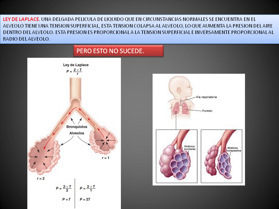 Qual é A Função Do Surfactante Pulmonar - RETOEDU