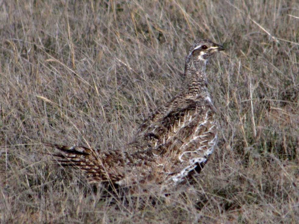 blue grouse wallpapers hd | Google HD images