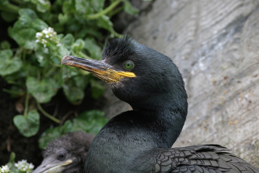Learn.Draw.BIRD.: 115. European Shag (Phalacrocorax aristotelis)
