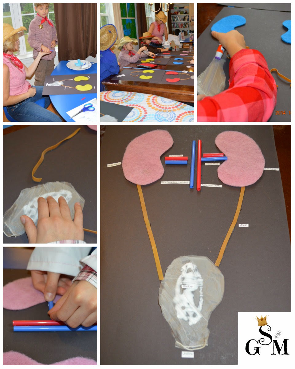 Excretory System Model Project