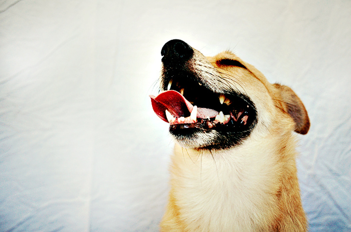 White Wolf : Dogs Who Can't Stop Giggling (Photos)