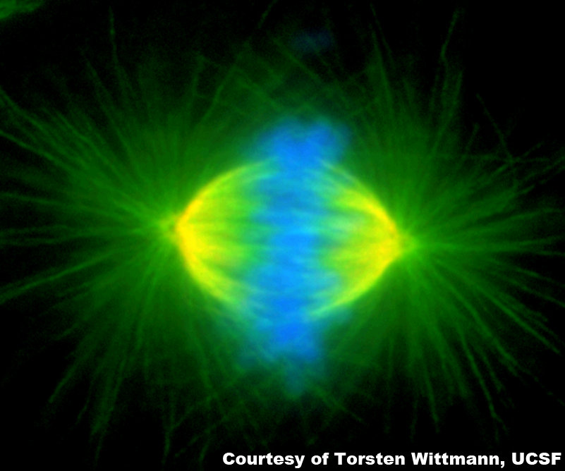 Principles of Protein Structure: Under the Microscope: Kinesin Motors ...
