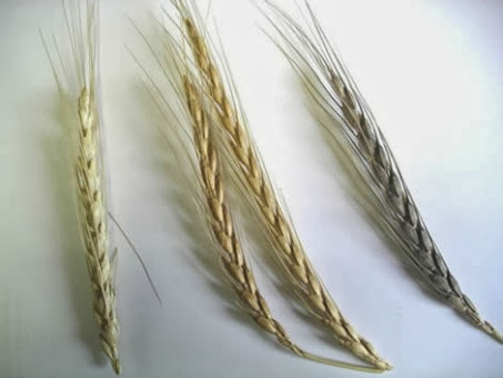 El Blog de Acebedo: El trigo almidonero silvestre, "LA ESCANDA" en Asturias