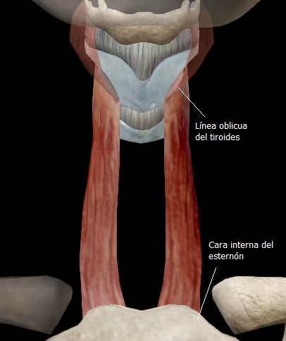 Músculos laríngeos | Segunda parte
