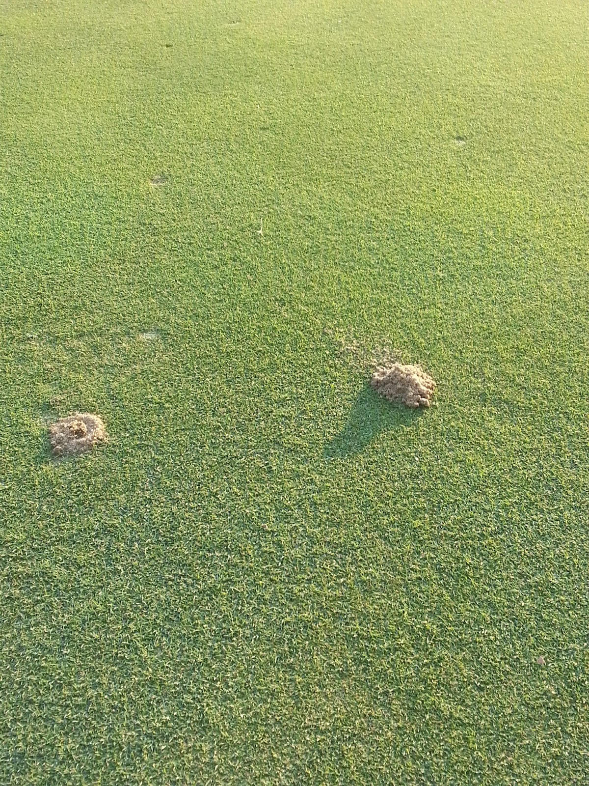 Golf Course Notes: Insect Damage