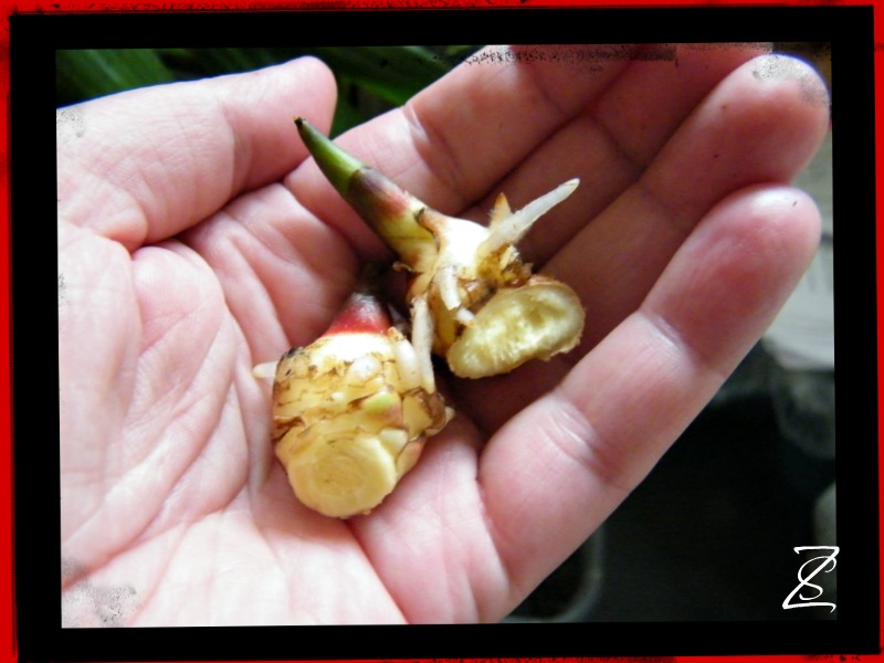 iZenTzu: Karmic Red Thai Ginger