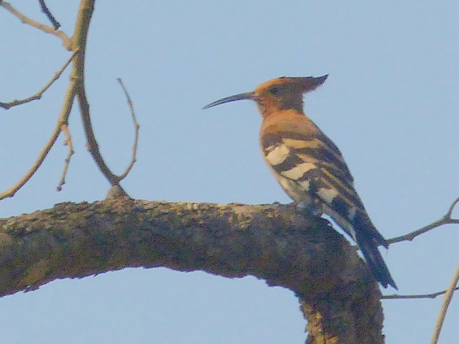 Birding For Pleasure: WILD BIRD WEDNESDAY - Malawi