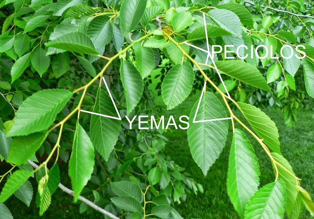 Á R B O L E S (T R E E S): Hojas simples y hojas compuestas