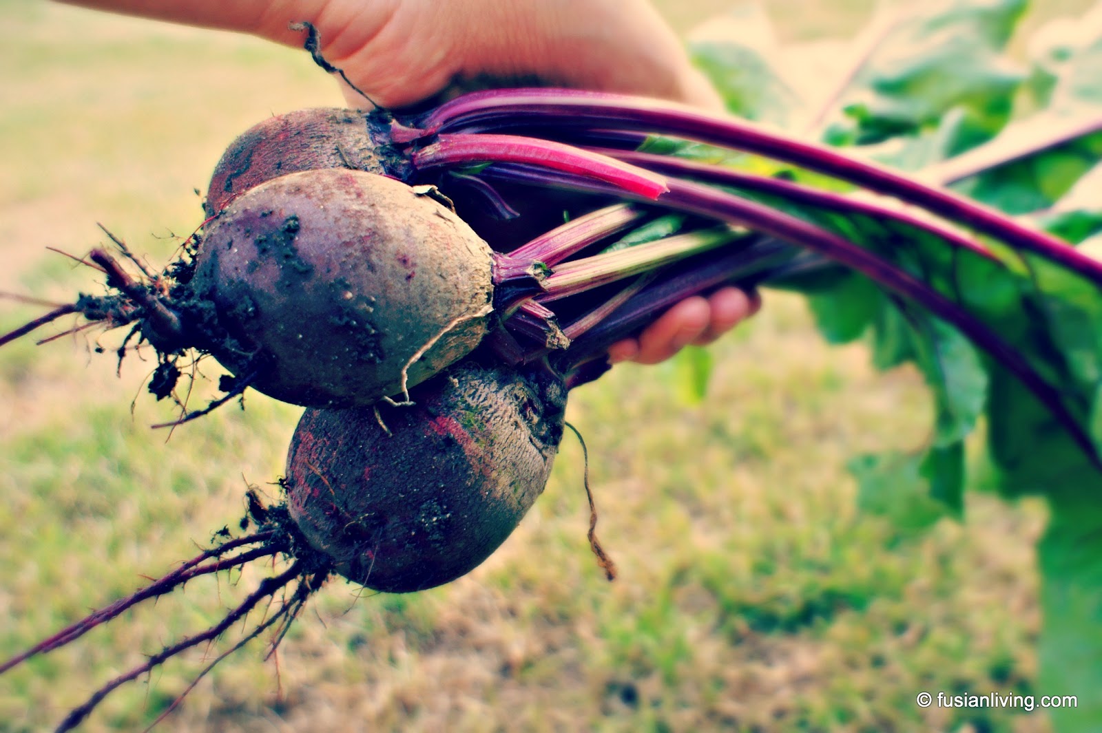 Pulling up beetroot, dirt and all ..... | Grow Your Own Veg Blog ...