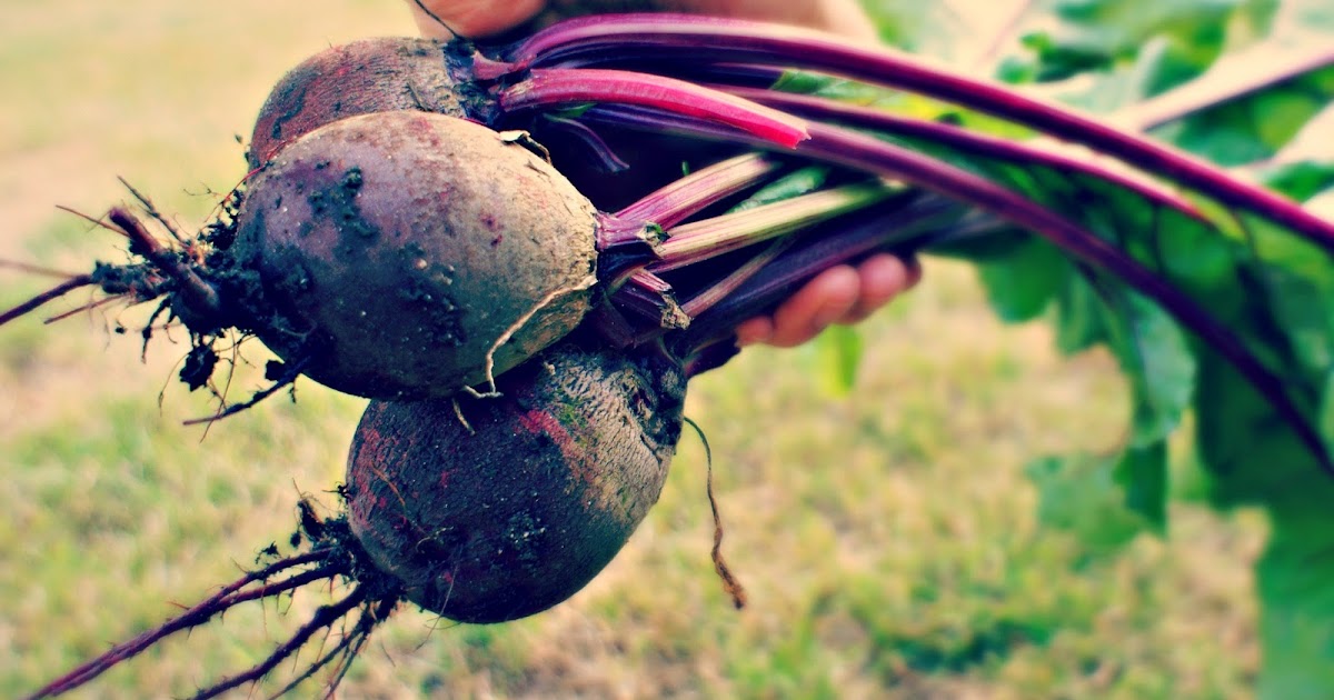 Pulling up beetroot, dirt and all ..... | Grow Your Own Veg Blog ...