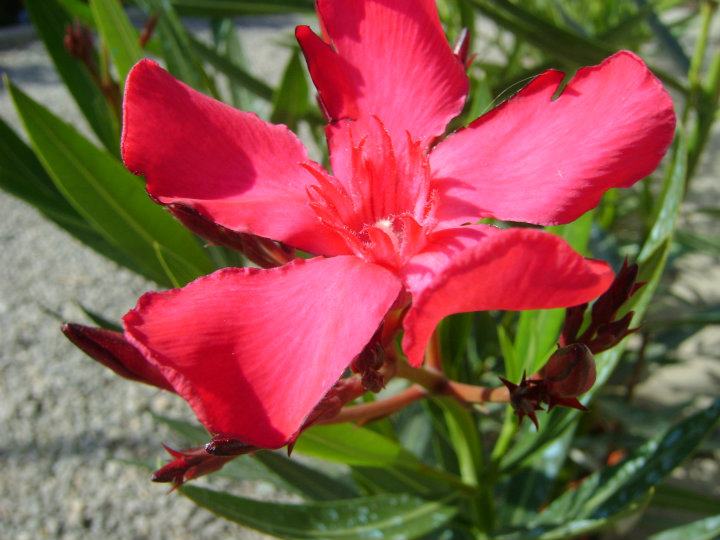 nerium-oleander and roses.blogspot.ro: Seminte de leandru