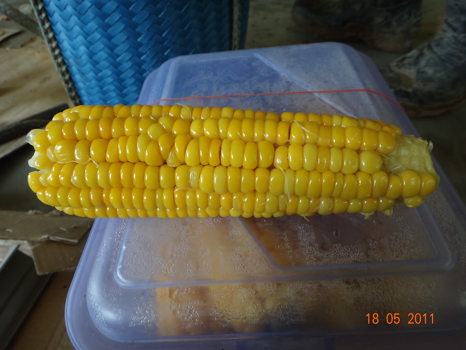Experimental Farming: Thai Super Sweet Corn