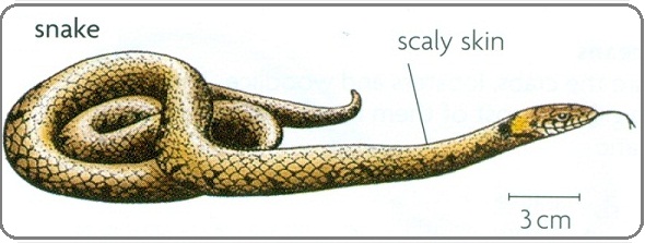 # 5 Phylum Vertebrates | Biology Notes for IGCSE 2014 & 2024