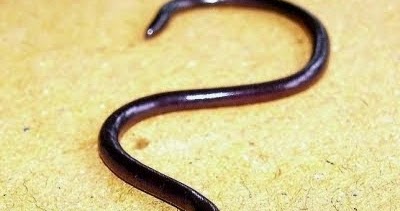 earthen vessels: udto udto