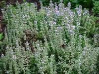 Plantes Médicinales du Maroc.: Le thym : " zaatar
