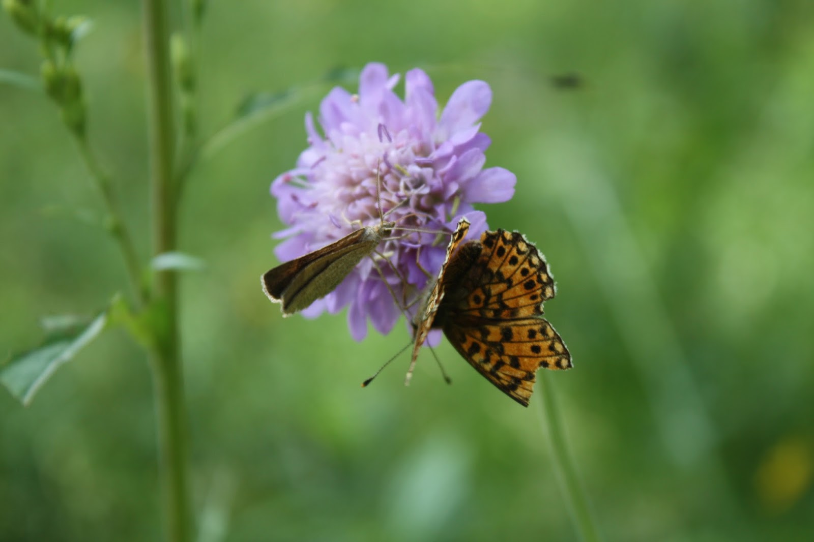 Kylillä ja Kotosella: Kestit