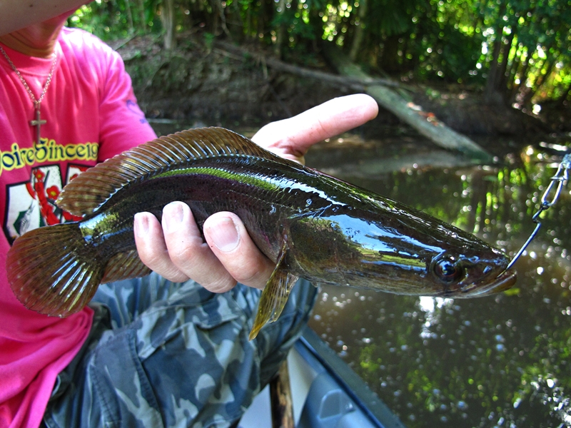 ANGLING WORLD 魔魚釣界: Forest Snakehead