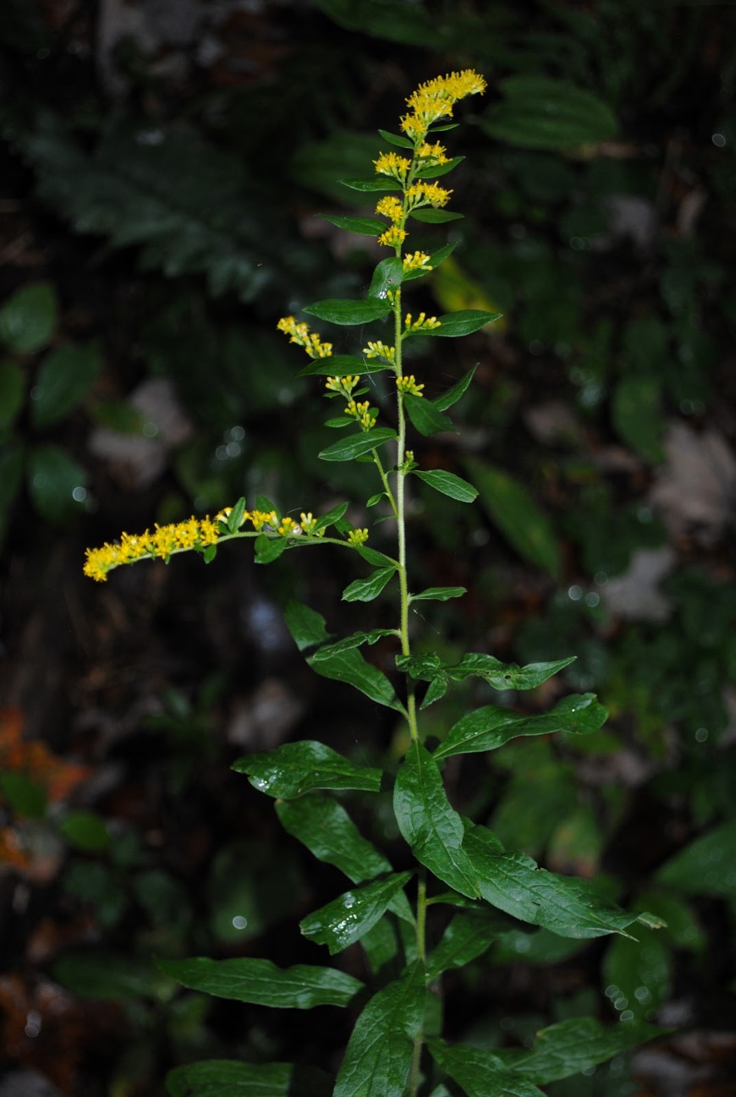 West Virginia Native Wildflowers-The Big Year, 2013: September- Flowers ...