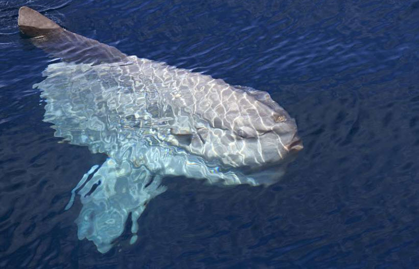Sunfish | The Life of Animals