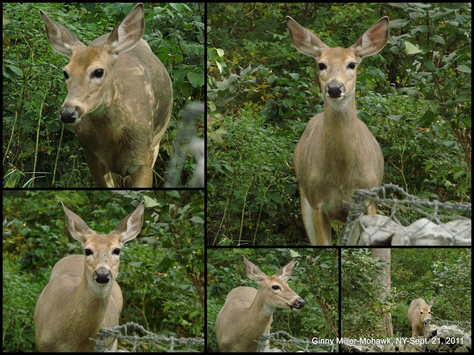 Photography By Ginny: September 21, 2011-The Deer And Fox