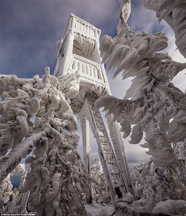 Amazing Arts: A Wave of Frost turned trees to amazing icy statues in ...