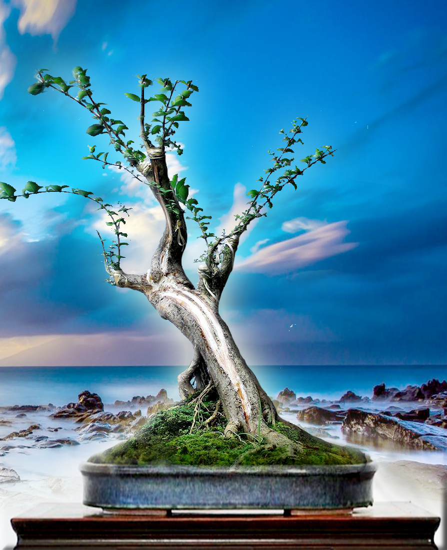 13+ Pot Bonsai Gaya Air Terjun