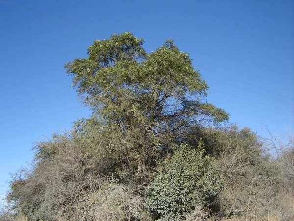 ASOCIACION ECOLOGISTA RIO MOCORETA: ÁRBOL CACUCHO , SAUCO HEDIODO ...