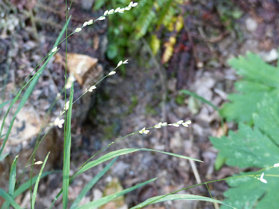 Temps de jardin: La melica uniflora alba, une graminée épatante