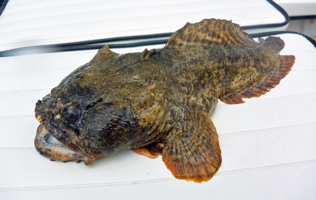 Trips, Flies and Fish: May 2016