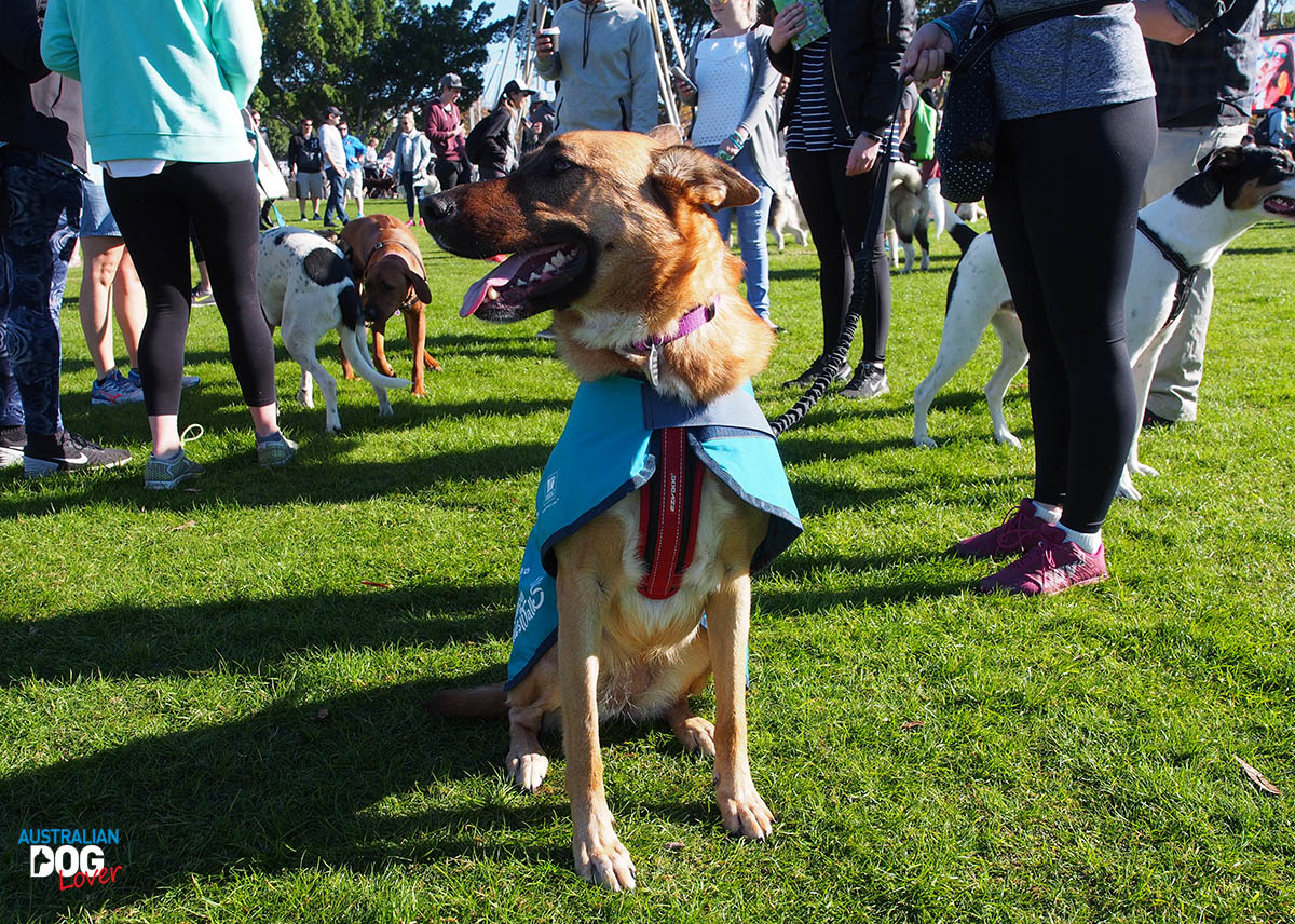Million Paws Walk RSPCA Australia - May 20 | Australian Dog Lover