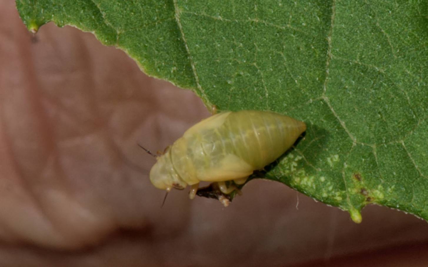 Nature Ramblers: Ramble Report August 17 2017