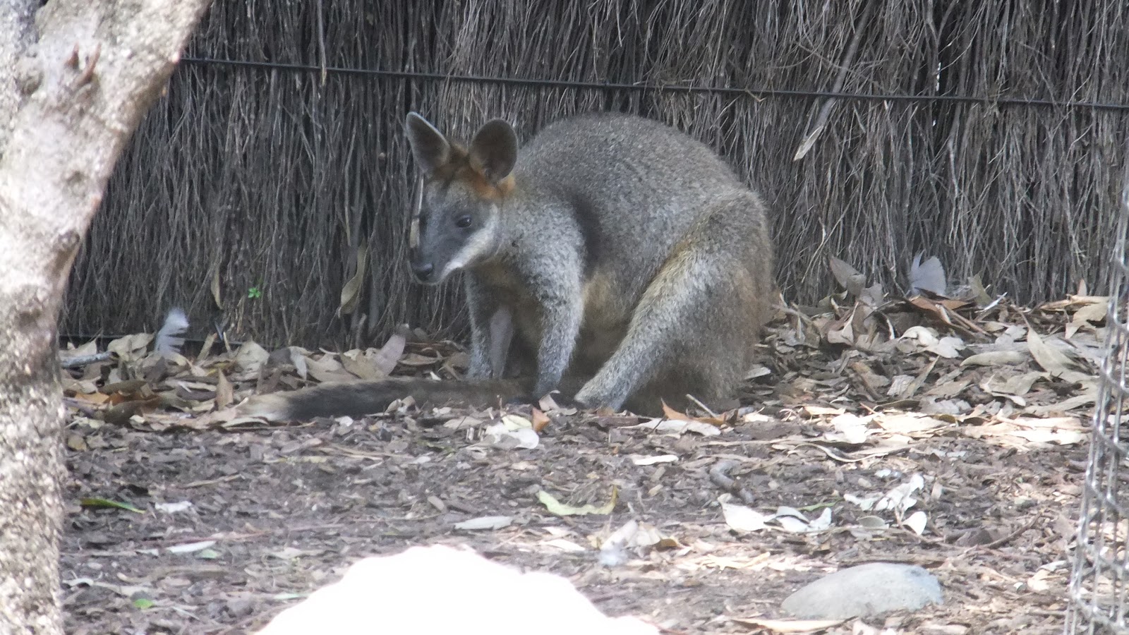 Justina-Overseas: Taronga Zoologijos Sodas Sidnėjus