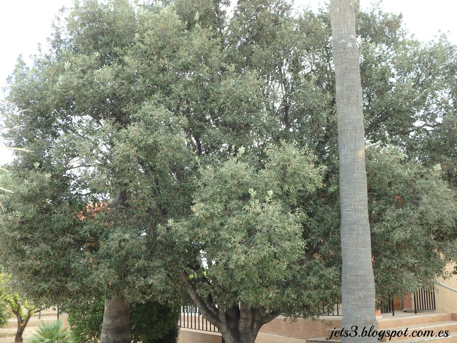 Quercus Ílex (Encina, Carrasca, etc.)
