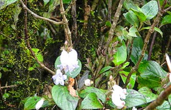 Nelu flowers- Strobilanthes-Horton plains in Sri Lanka | SL Flora