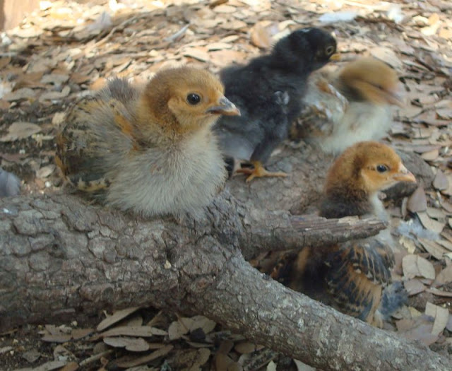 Tiny Chickens: mille fleur cochin bantam chicks - 2 weeks old July 10