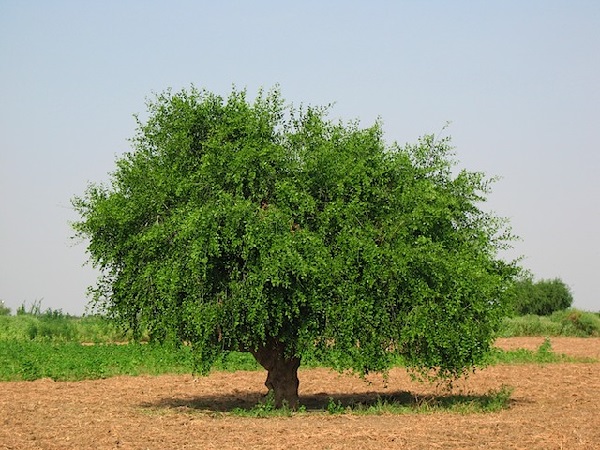Miswak: Natural Ancient Toothbrush