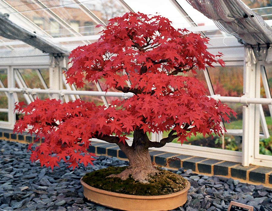 All HD: Bonsai