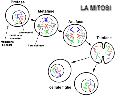El quadern de l'Ainoa: LA MITOSI amb "Stop Motion"